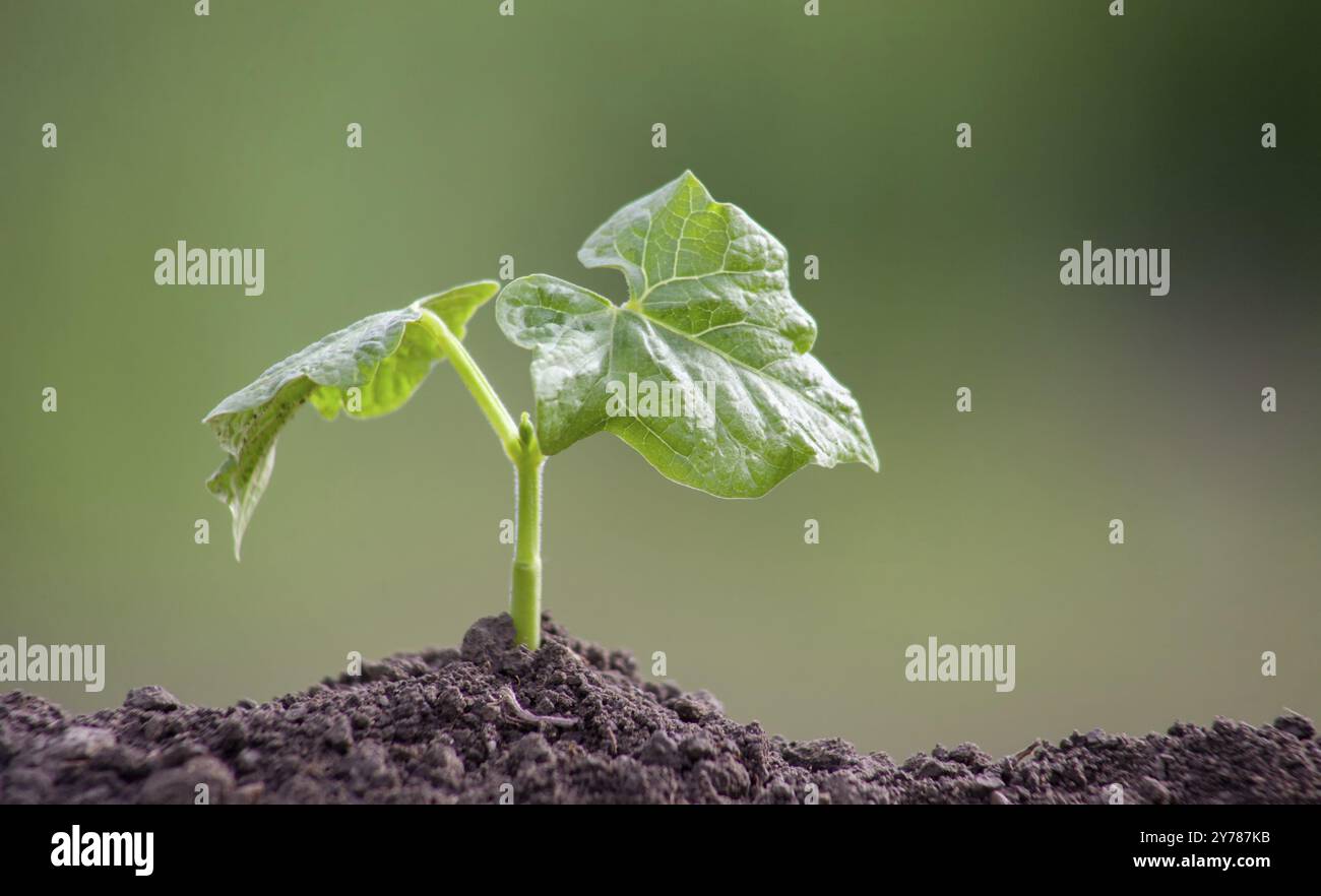 A small bean sprout. Plant germination from soil Stock Photo - Alamy