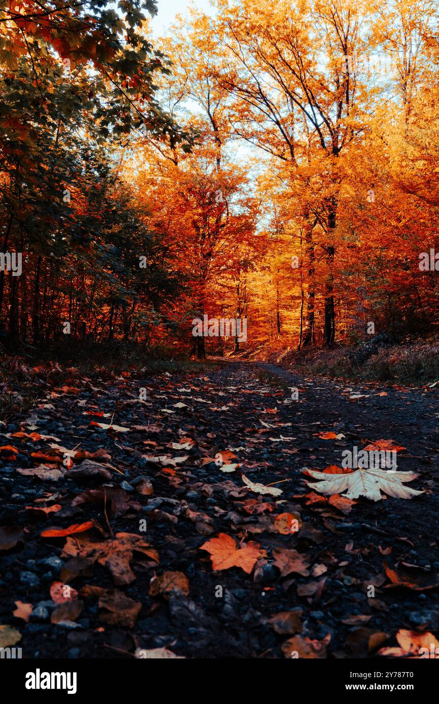 autumn in the forest with beautiful golden leaves and rich earth tones ...