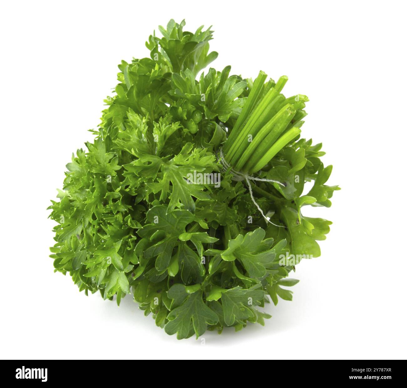 Parsley is a condiment widely used in the kitchen, some chefs use it to ...