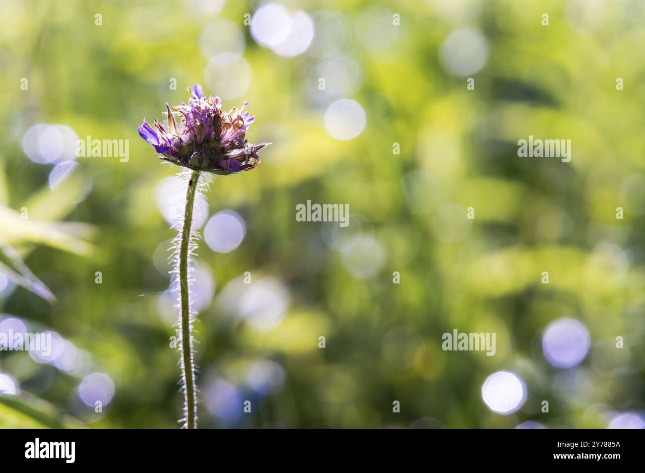 Meadow flowers. Summer landscape. Grasses in backlight Stock Photo - Alamy