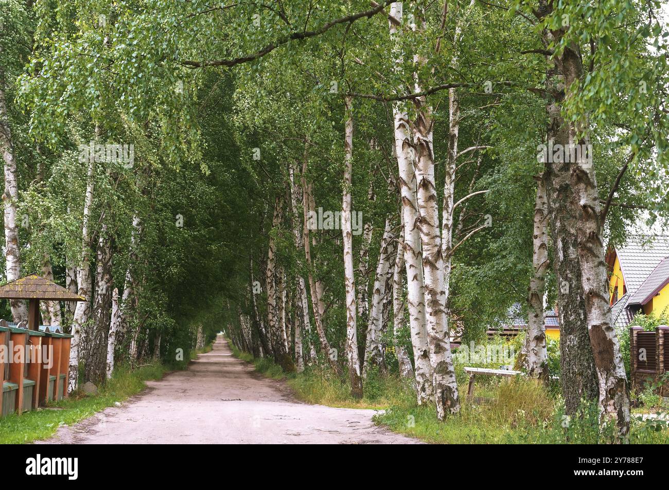 Birch alley, white-trunked birch grove, birch trees on the roadsides ...