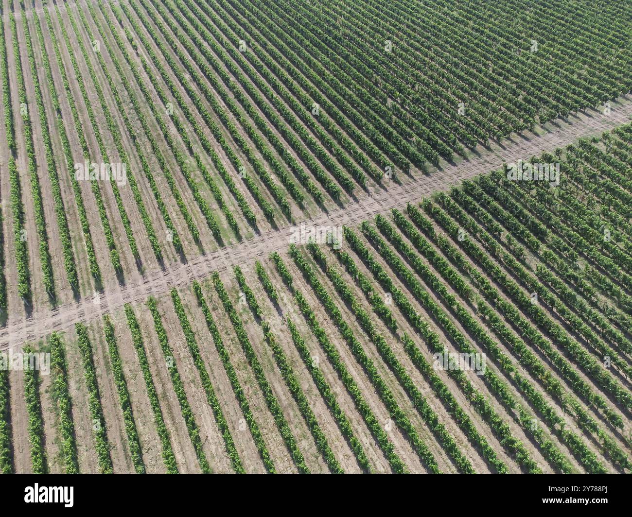 Green rows of grape bushes. Vineyard plantations. Agro-industrial zone ...