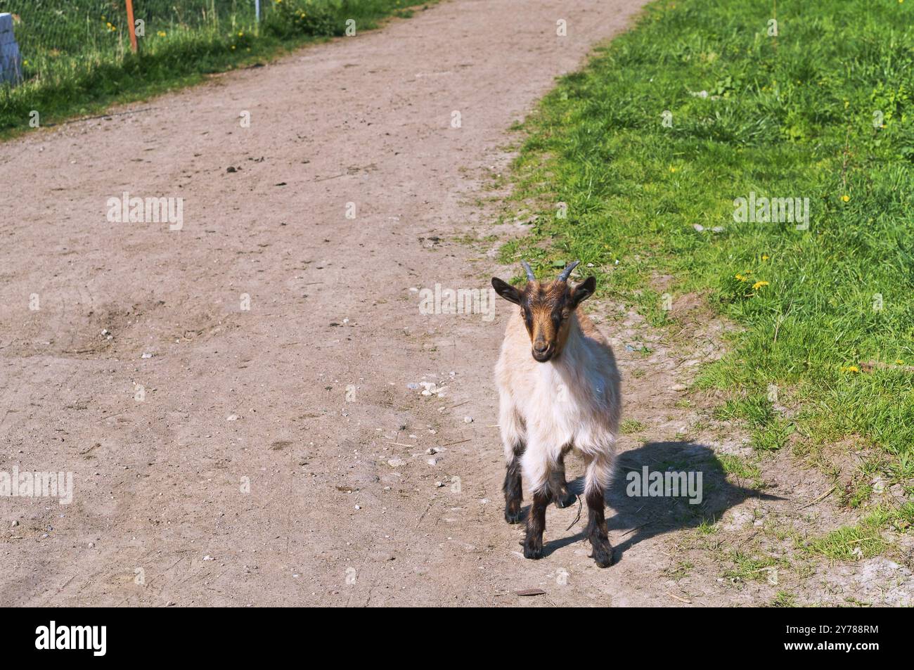 One little goat, a goat on a country road Stock Photo - Alamy