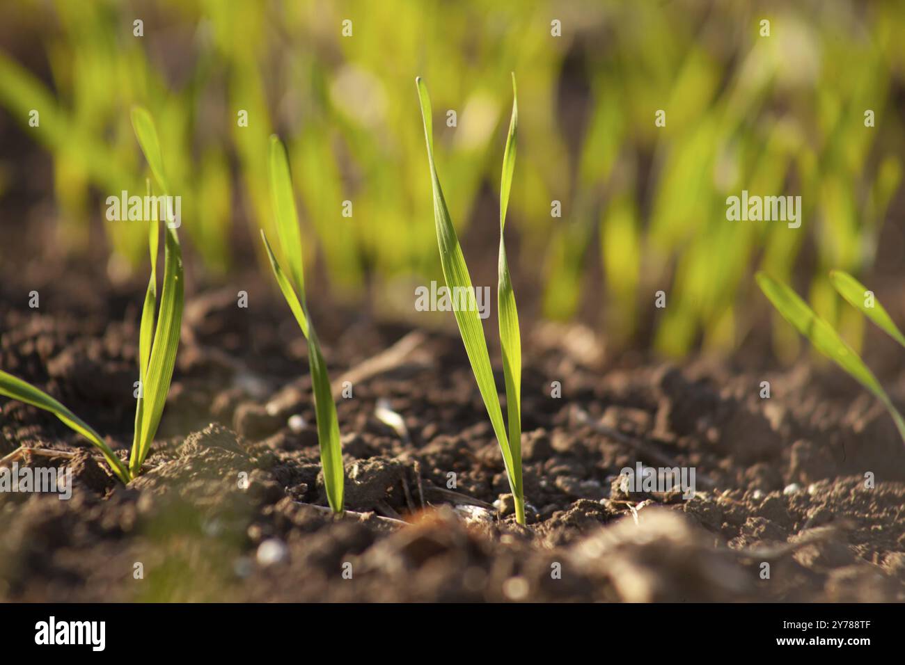 Sprout of sprouted wheat grain, concept of grain harvest in agriculture ...