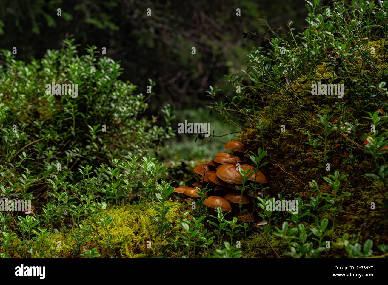 Mossy forest floor of the Nordic nature, reveals an anthill with fungi ...