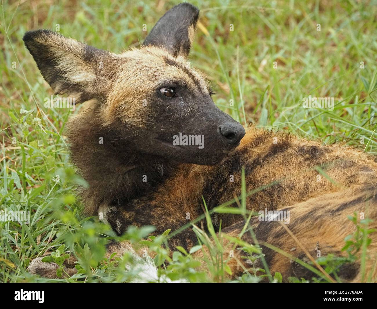 African Hunting Dog, Painted Wolf, or African wild dog (Lycaon pictus ...