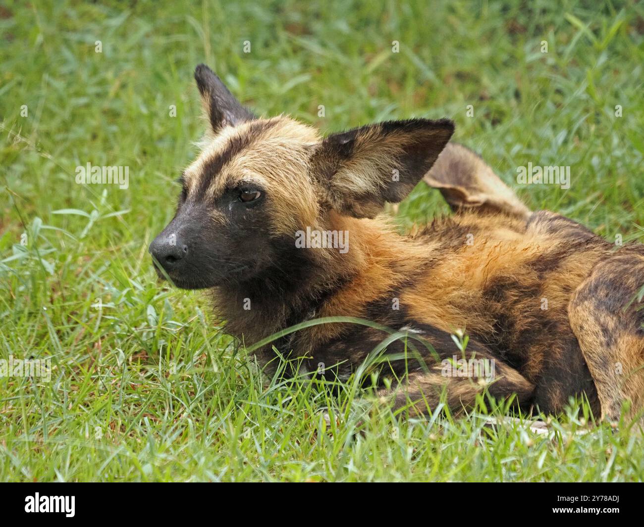 African Hunting Dog, Painted Wolf, or African wild dog (Lycaon pictus ...
