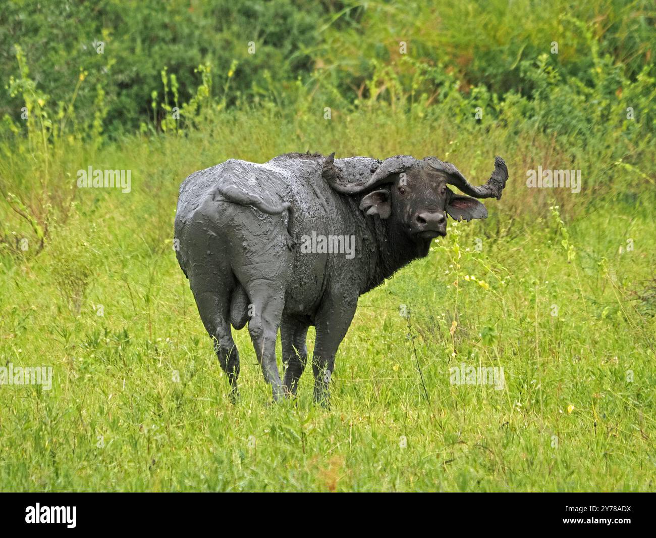 solitary bull Cape Buffalo (Syncerus caffer) with twisted tail coated ...