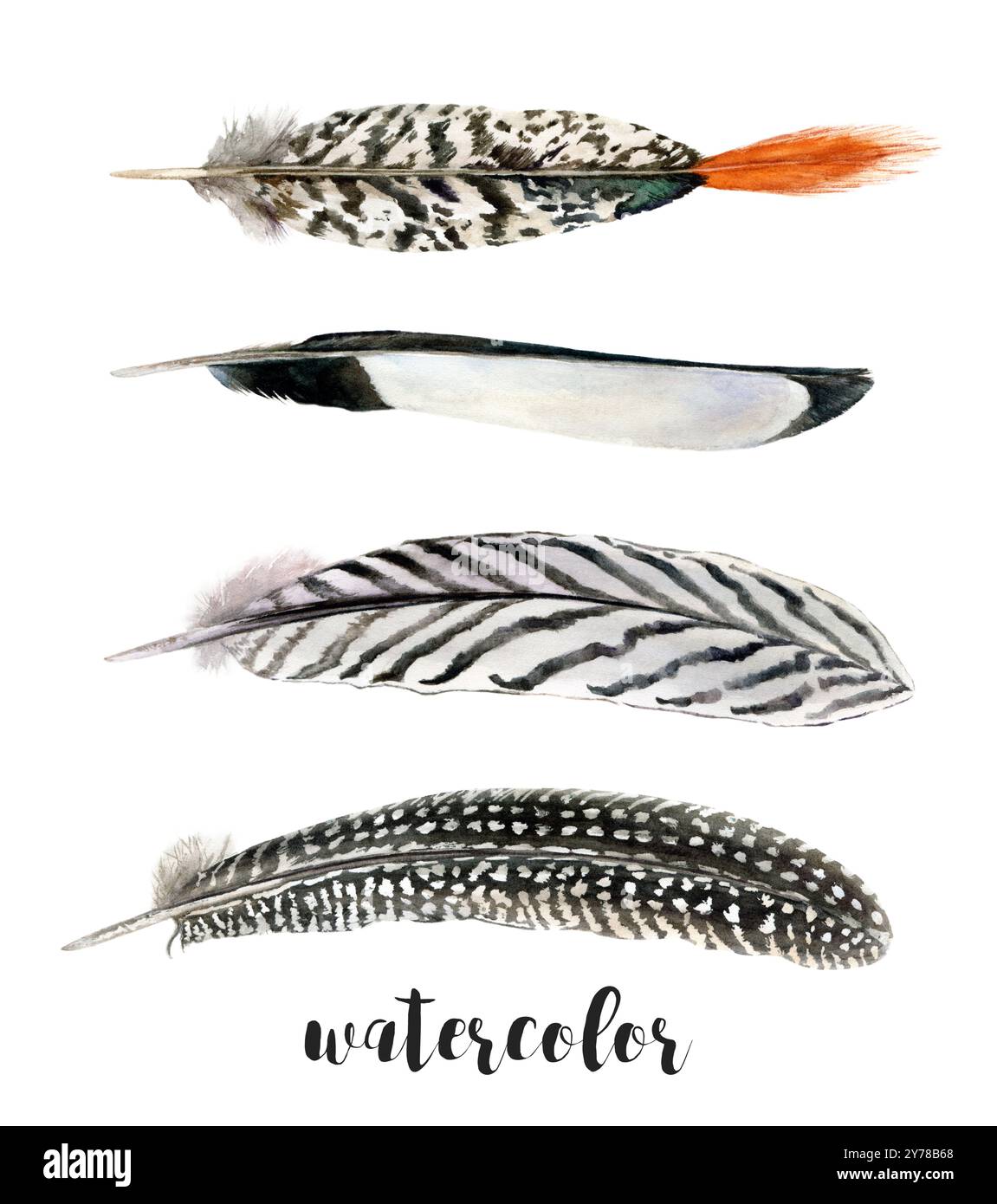 Hand-Painted Watercolor Bird Feathers Botanical Illustration Stock ...