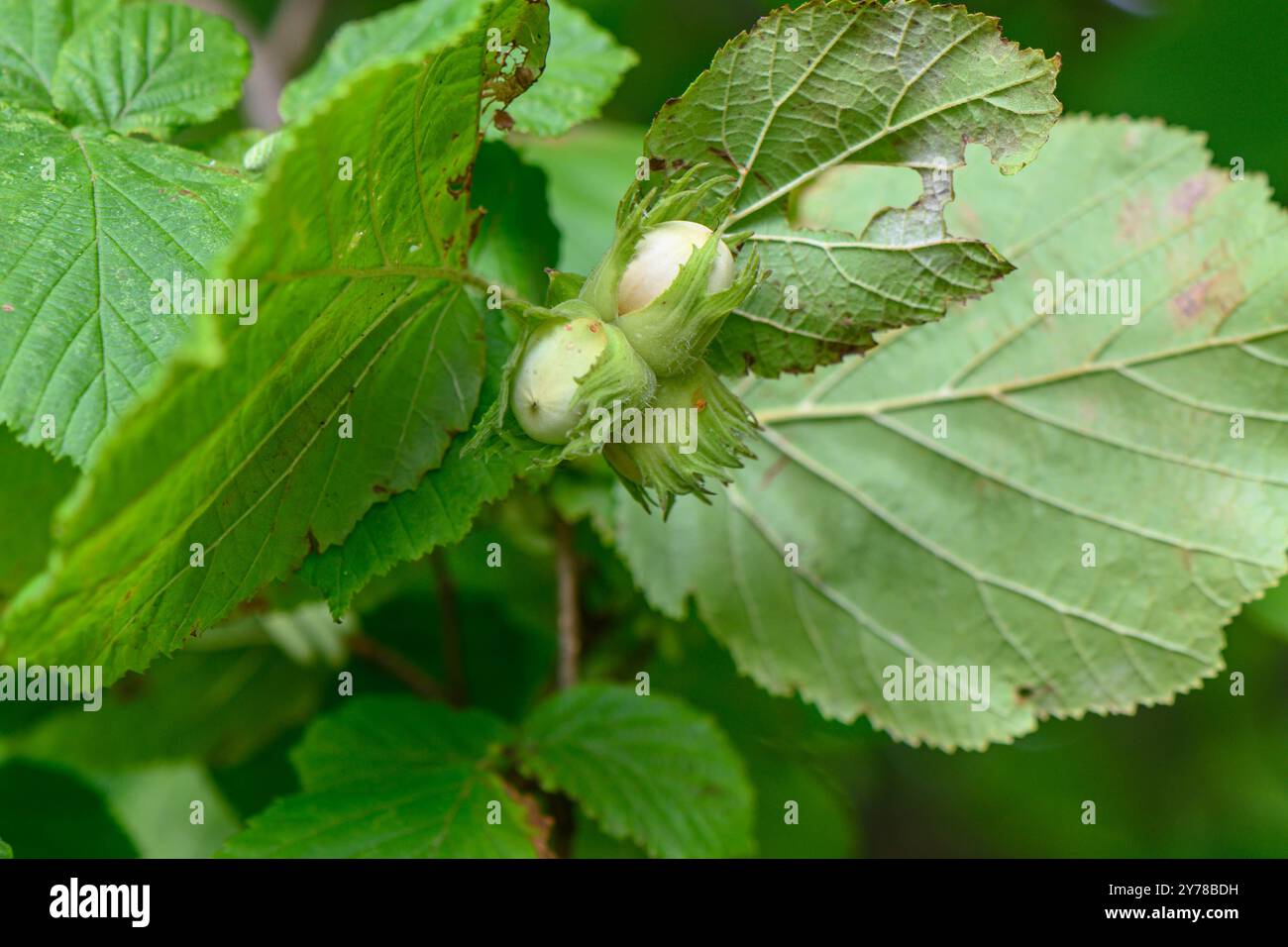 Naturally growing hazelnut clusters, with leaves Stock Photo - Alamy