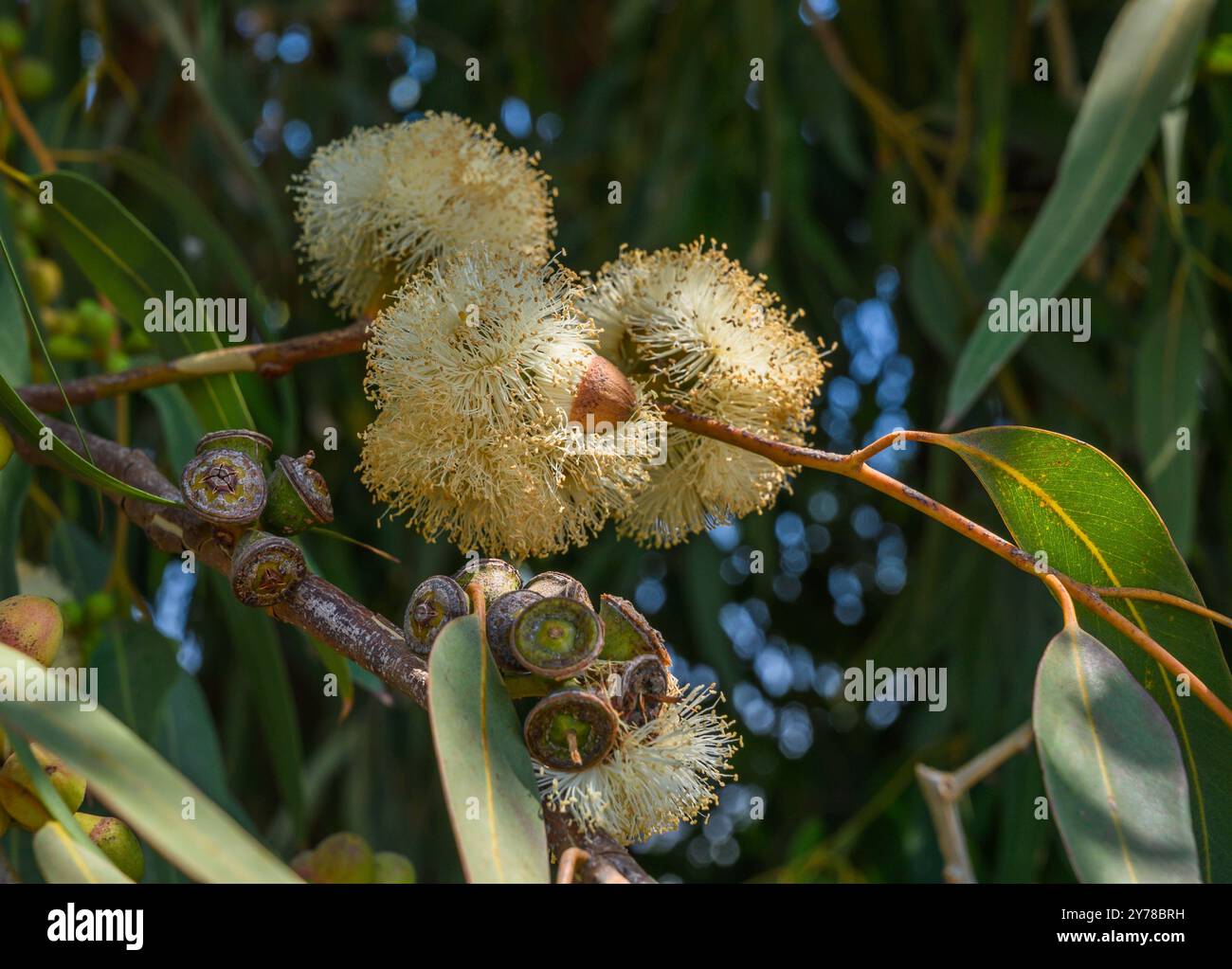 A Gum blossom drooping from its branch Stock Photo - Alamy