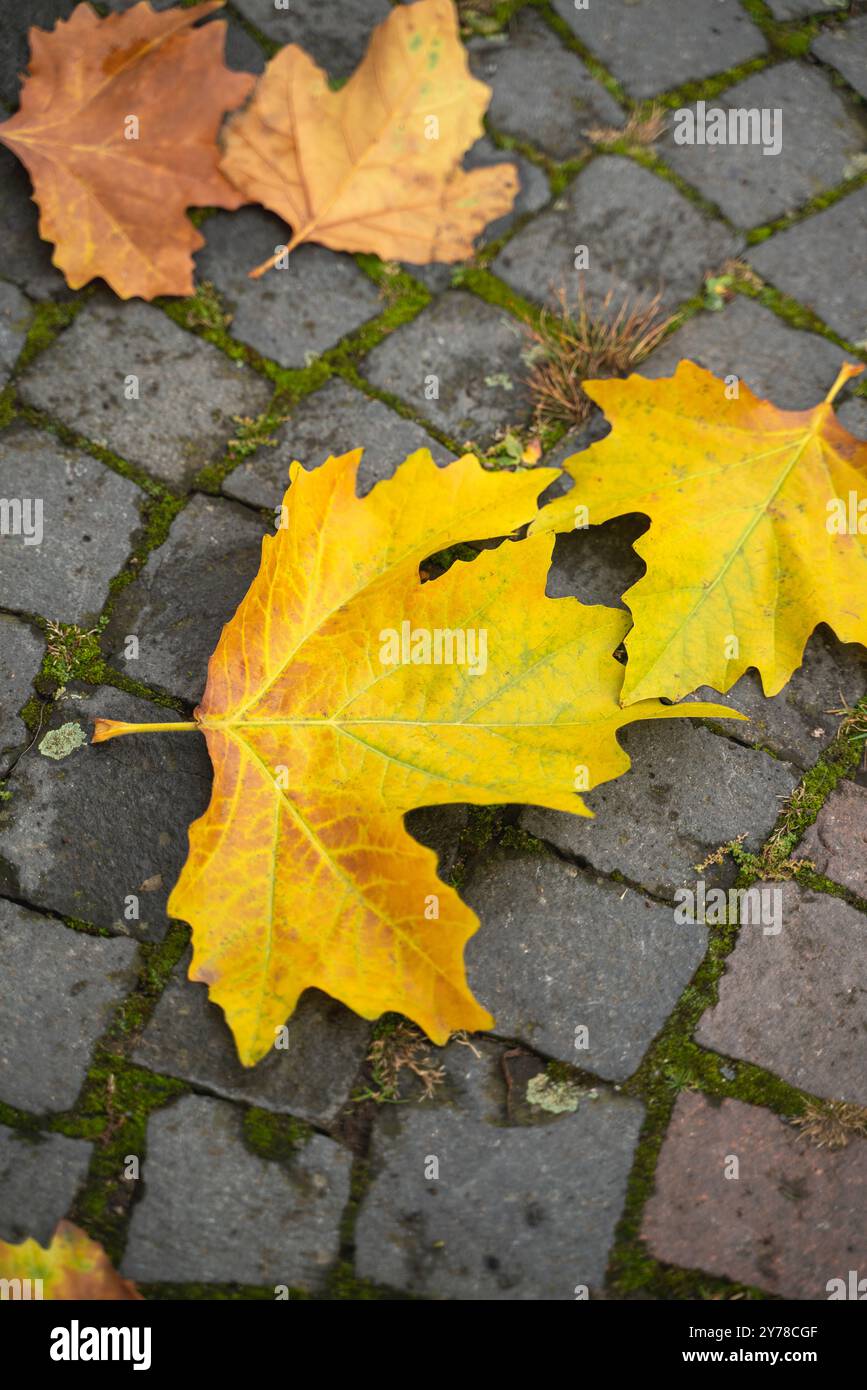 Colorful yellow and orange autumn leaves laying on a cobblestone ...