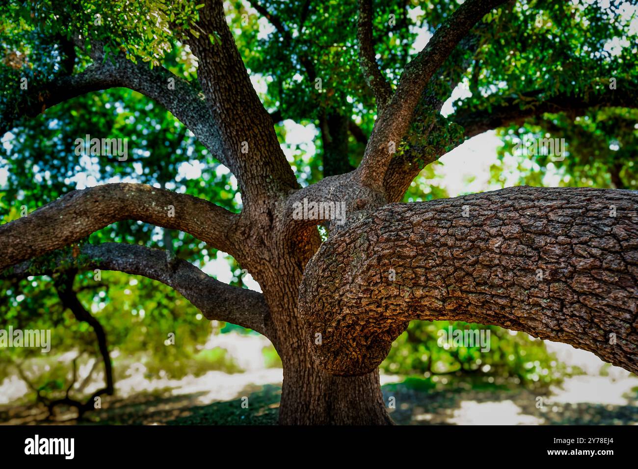 Gnarled tree branch hi-res stock photography and images - Alamy