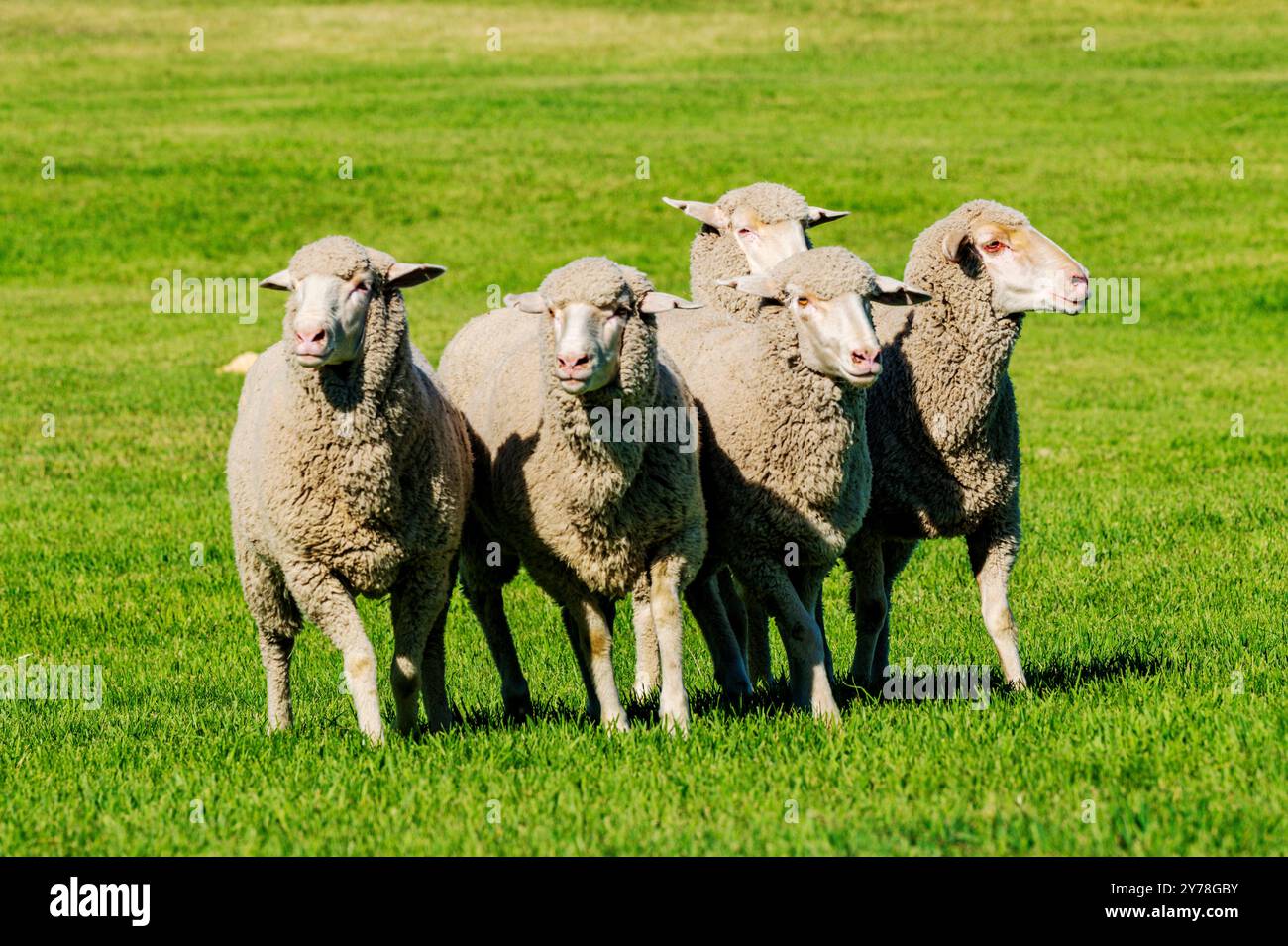 Sheep in pasture; Meeker Classic Sheepdog Championship Trials; Meeker ...