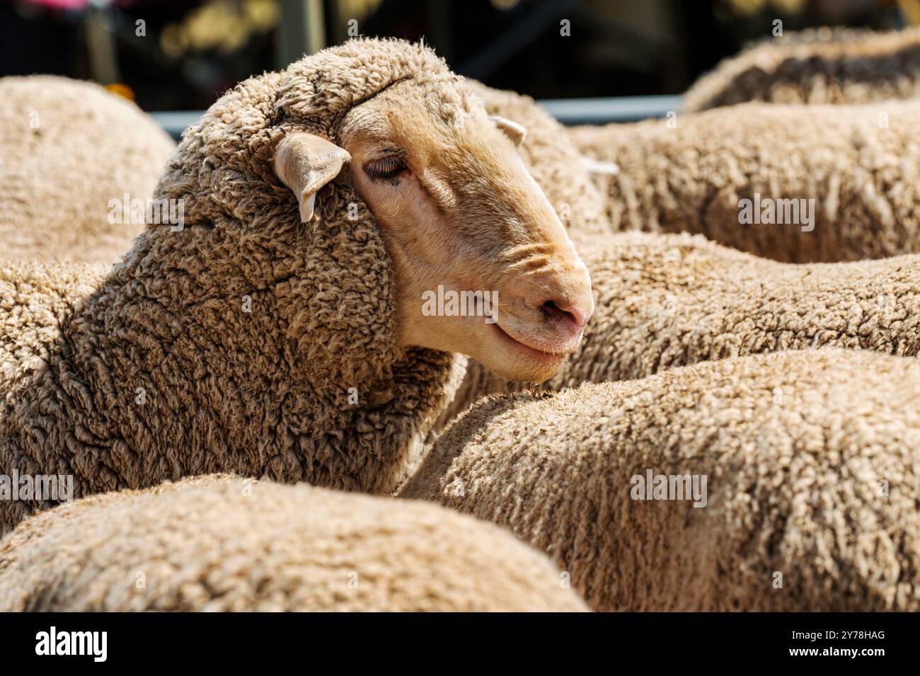 Sheep in pen; Meeker Classic Sheepdog Championship Trials; Meeker ...