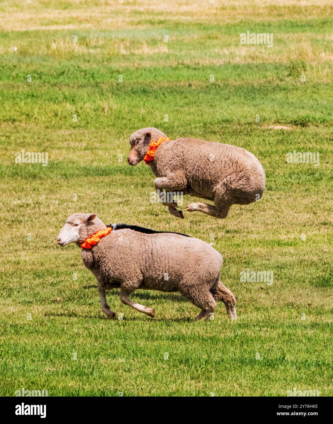 Sheep in pasture; Meeker Classic Sheepdog Championship Trials; Meeker ...