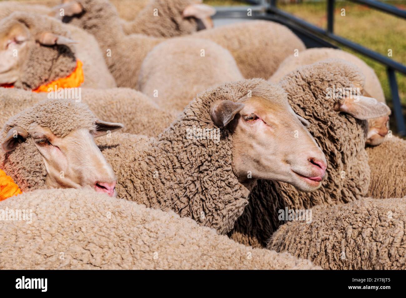 Flock sheep grazing in pen hi-res stock photography and images - Alamy