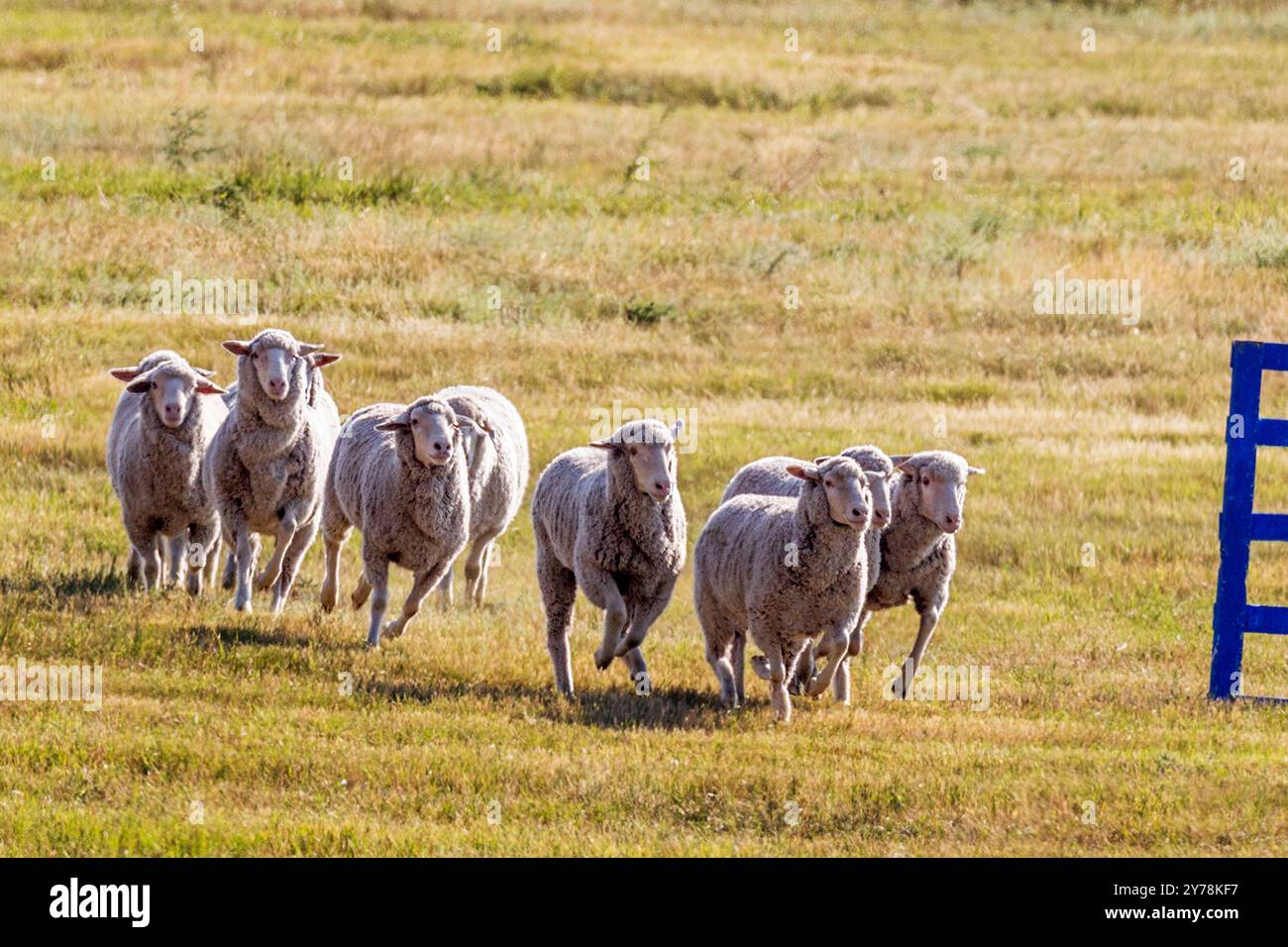 Polypay sheep hi-res stock photography and images - Alamy