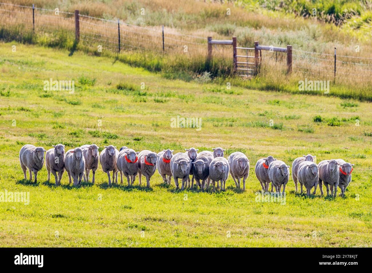 Sheep in pasture; Meeker Classic Sheepdog Championship Trials; Meeker ...