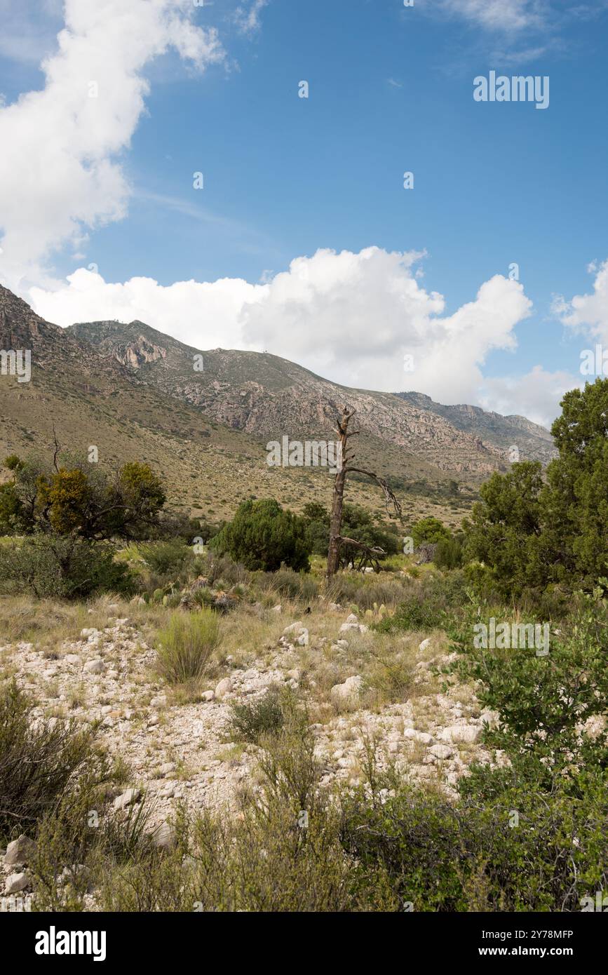 Guadalupe Mountains National Park, Texas Stock Photo - Alamy