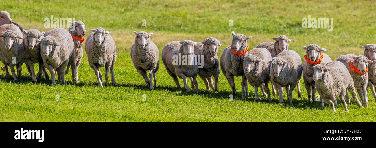 Panorama view of sheep running in pasture; Meeker Classic Sheepdog ...