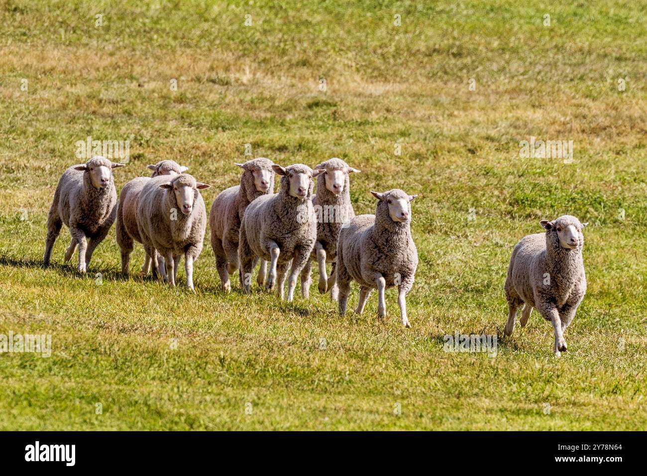 Sheepdogs in grass field hi-res stock photography and images - Alamy