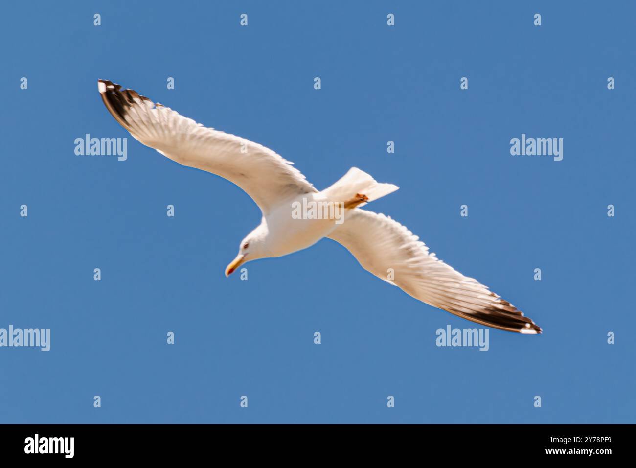Flying seagull silhouette hi-res stock photography and images - Alamy