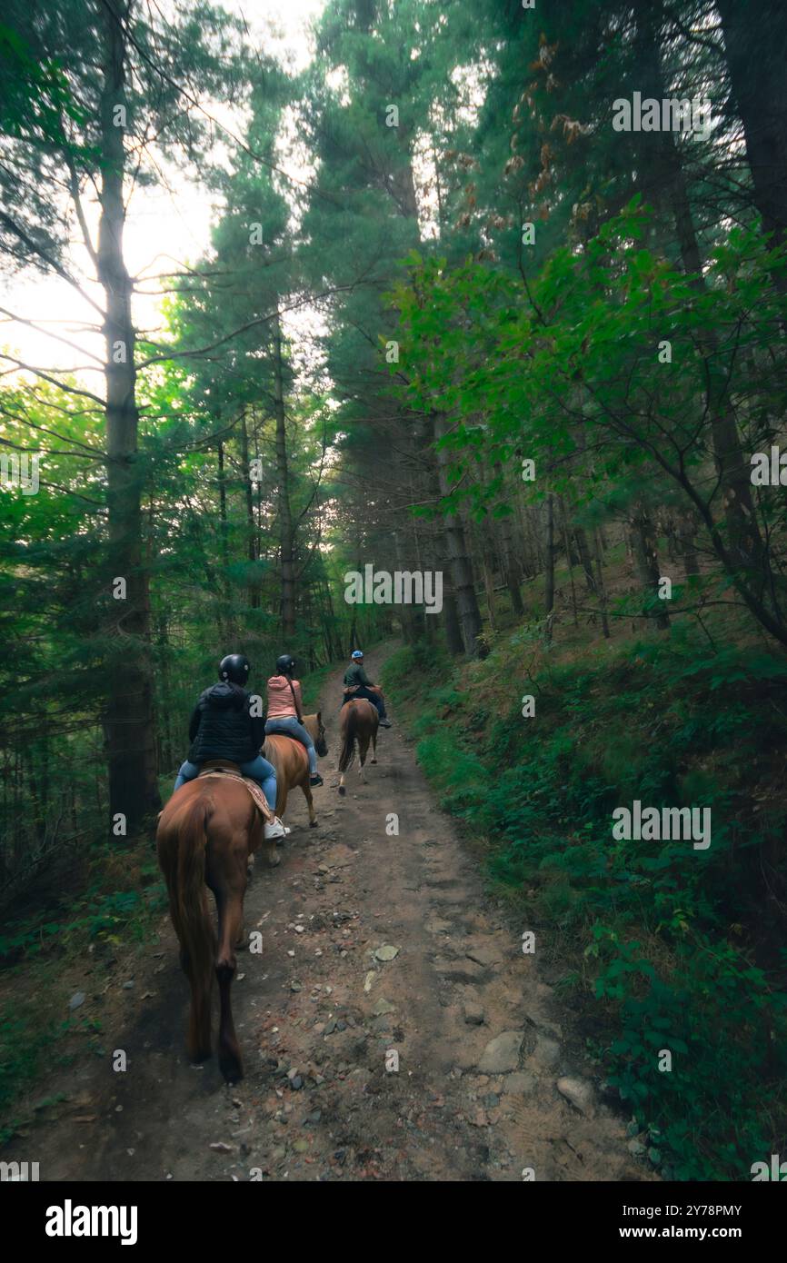 Horseback riding in the woods Stock Photo - Alamy