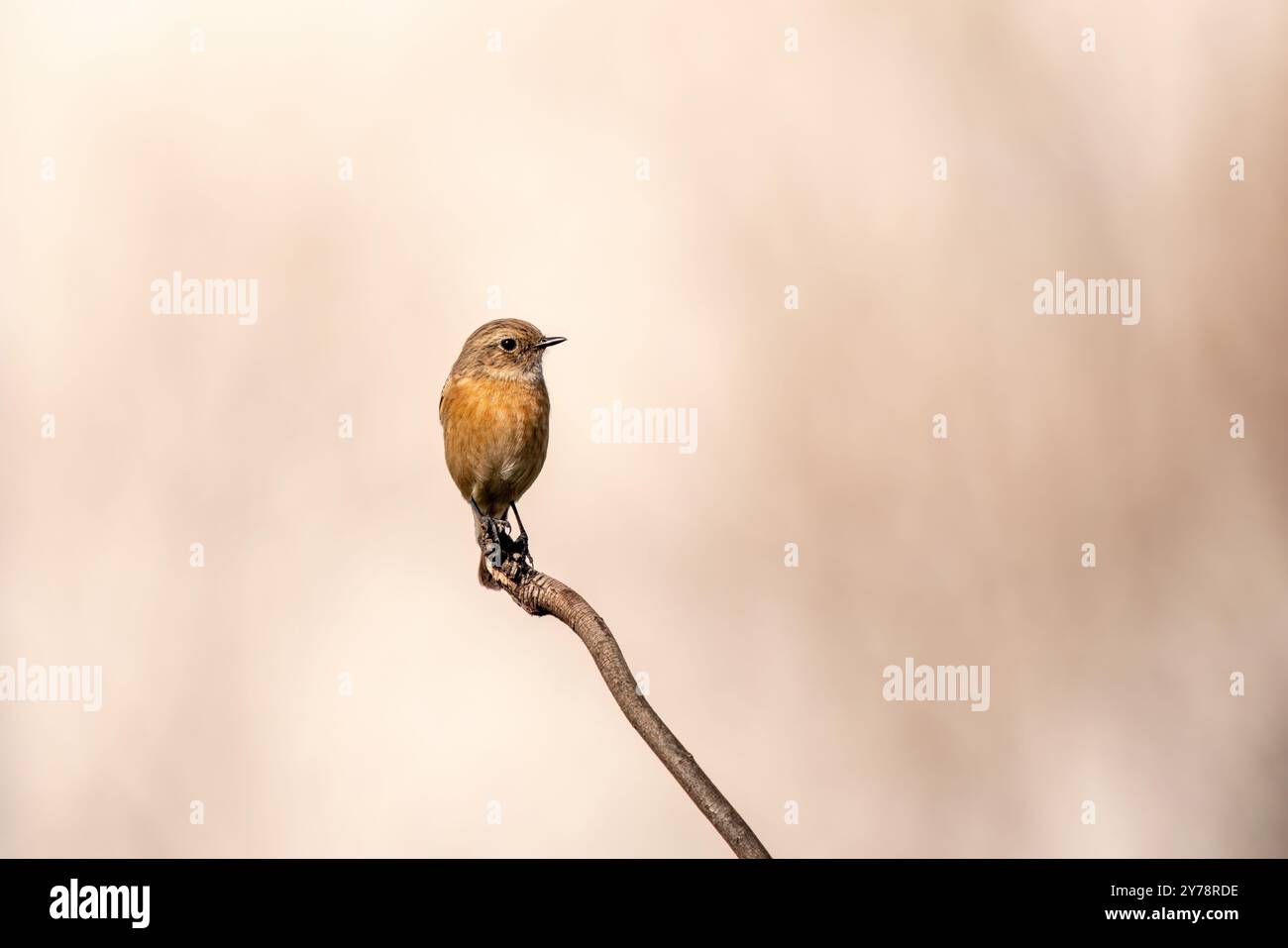 The European stonechat (Saxicola rubicola) is a small passerine bird ...