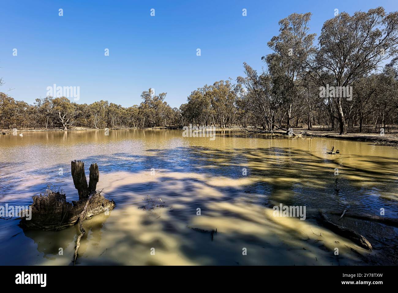 Wetlands around the Murray River , Mildura, Victoria Australia Stock ...
