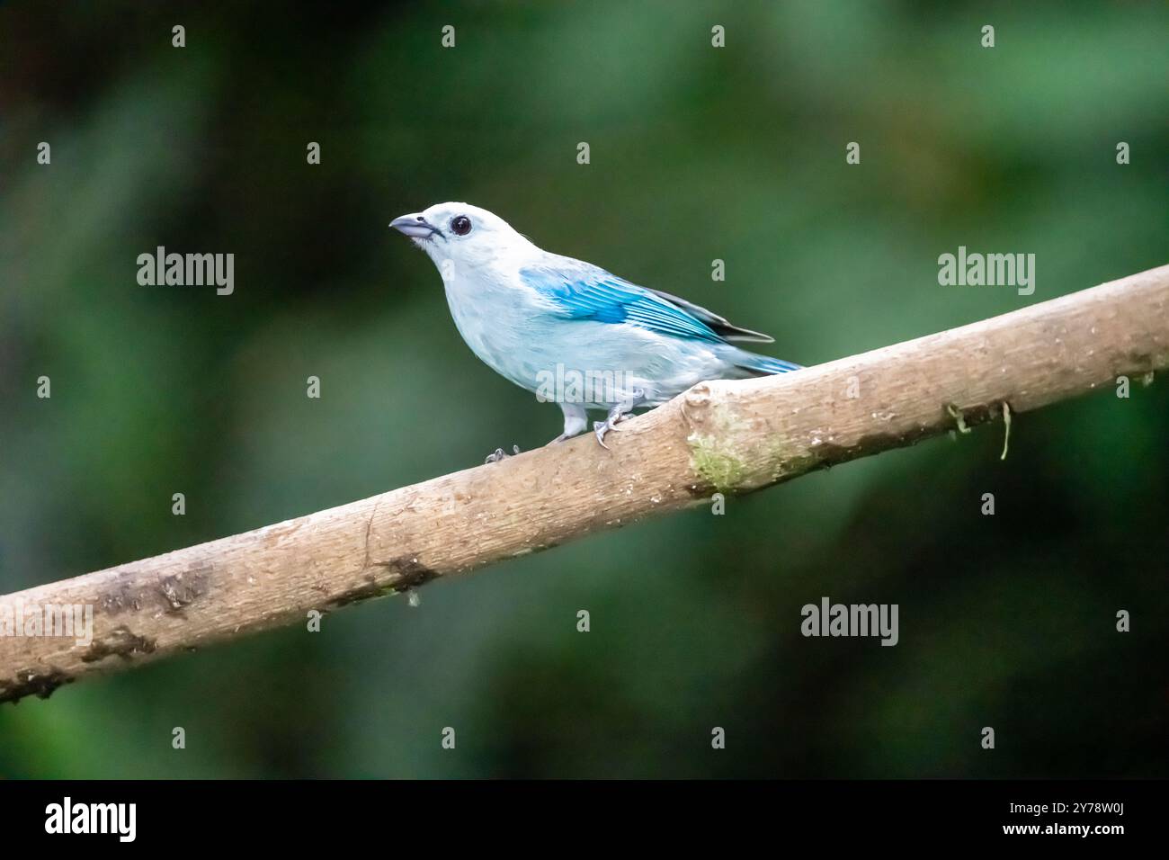 Blue-gray Tanager (Thraupis episcopus) of Costa Rica Stock Photo - Alamy