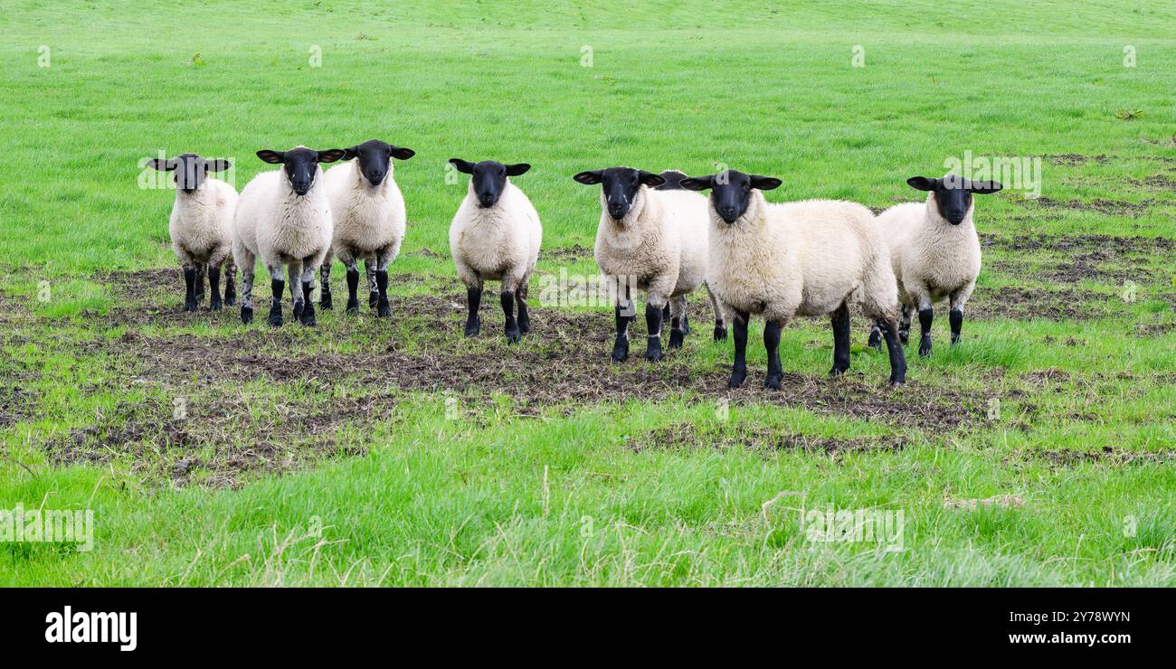Black faced sheep standing in line on green farm field with ears out ...