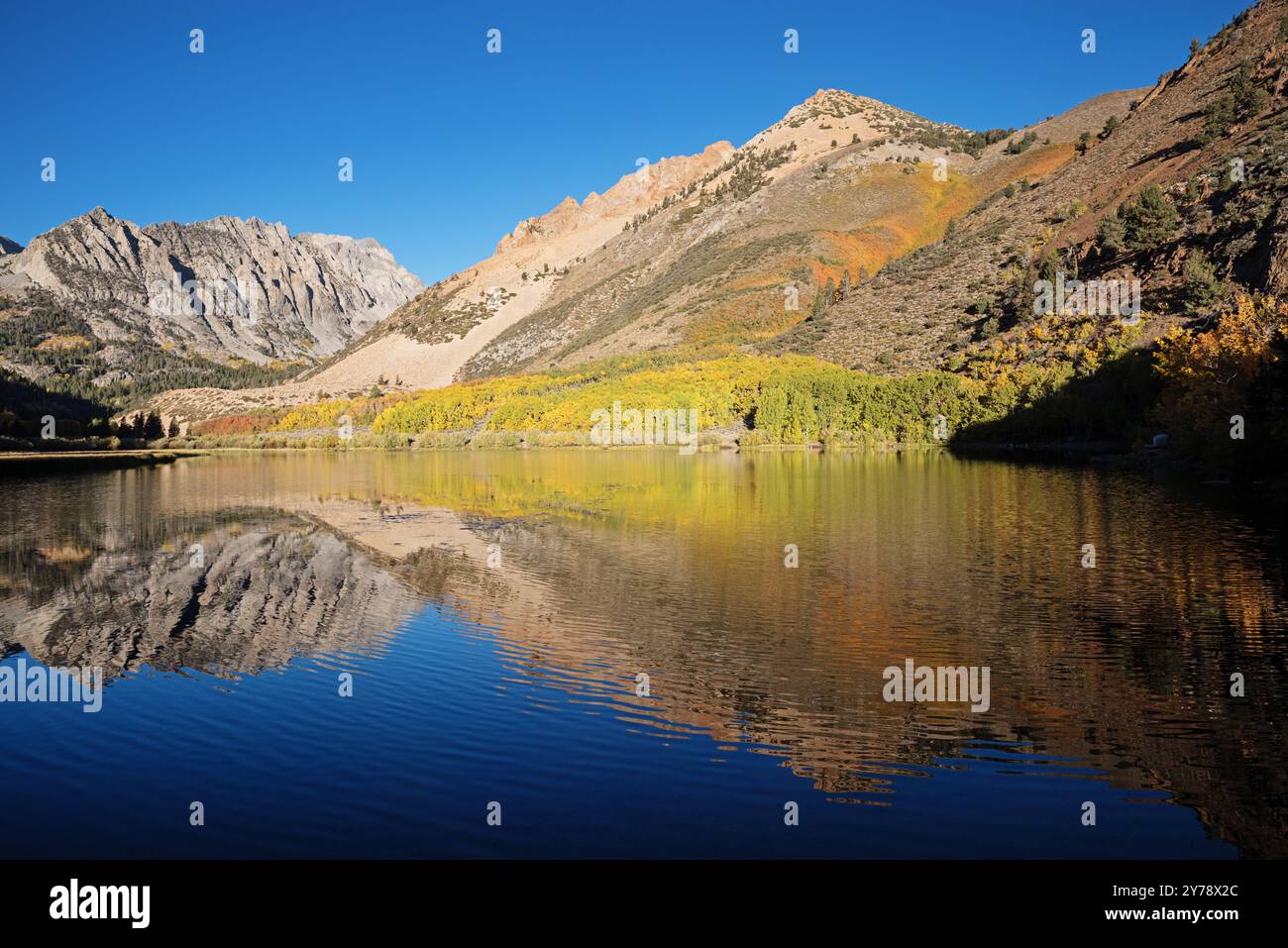 fall color of yellow aspen leaves reflected in North Lake in the ...