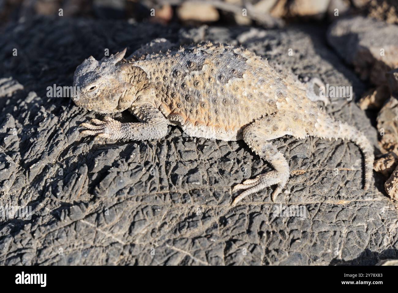southern desert horned lizard or Phrynosoma platyrhinos calidiarum ...