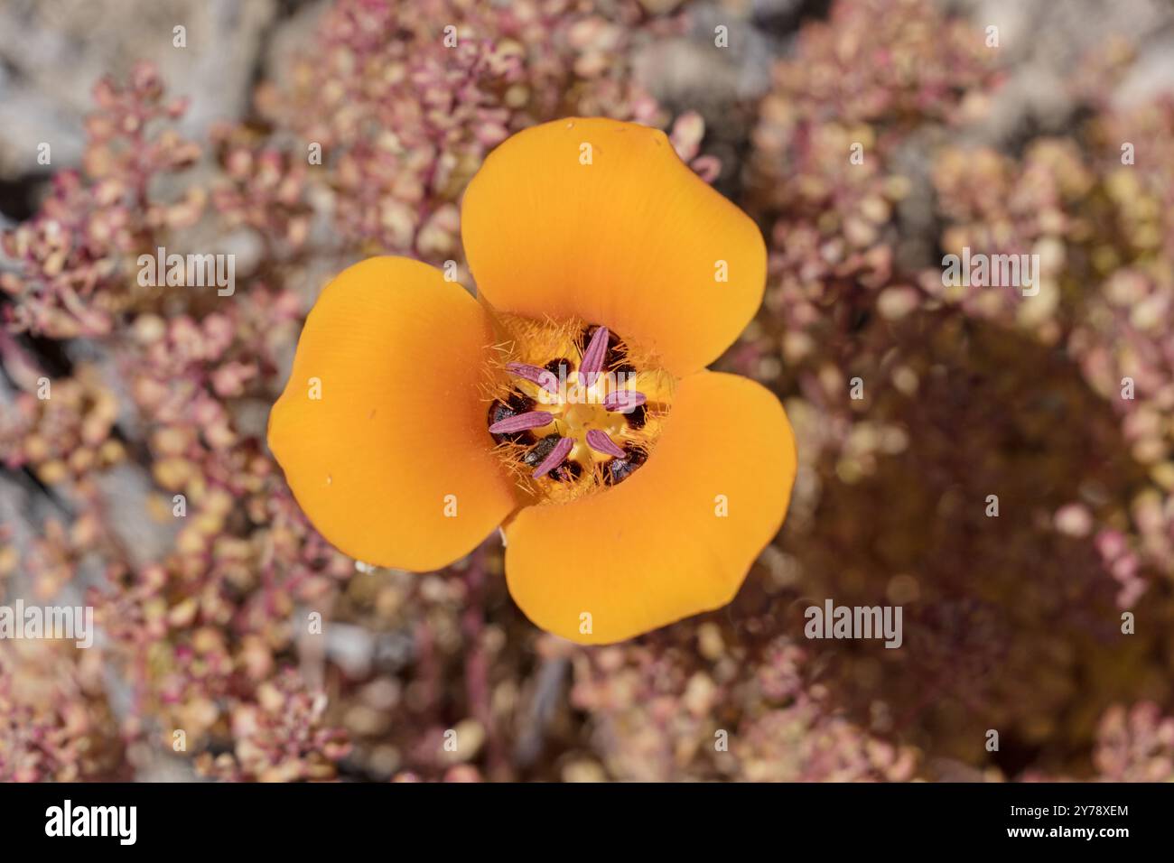 close up image of orange desert mariposa lily or Calochortus kennedyi ...