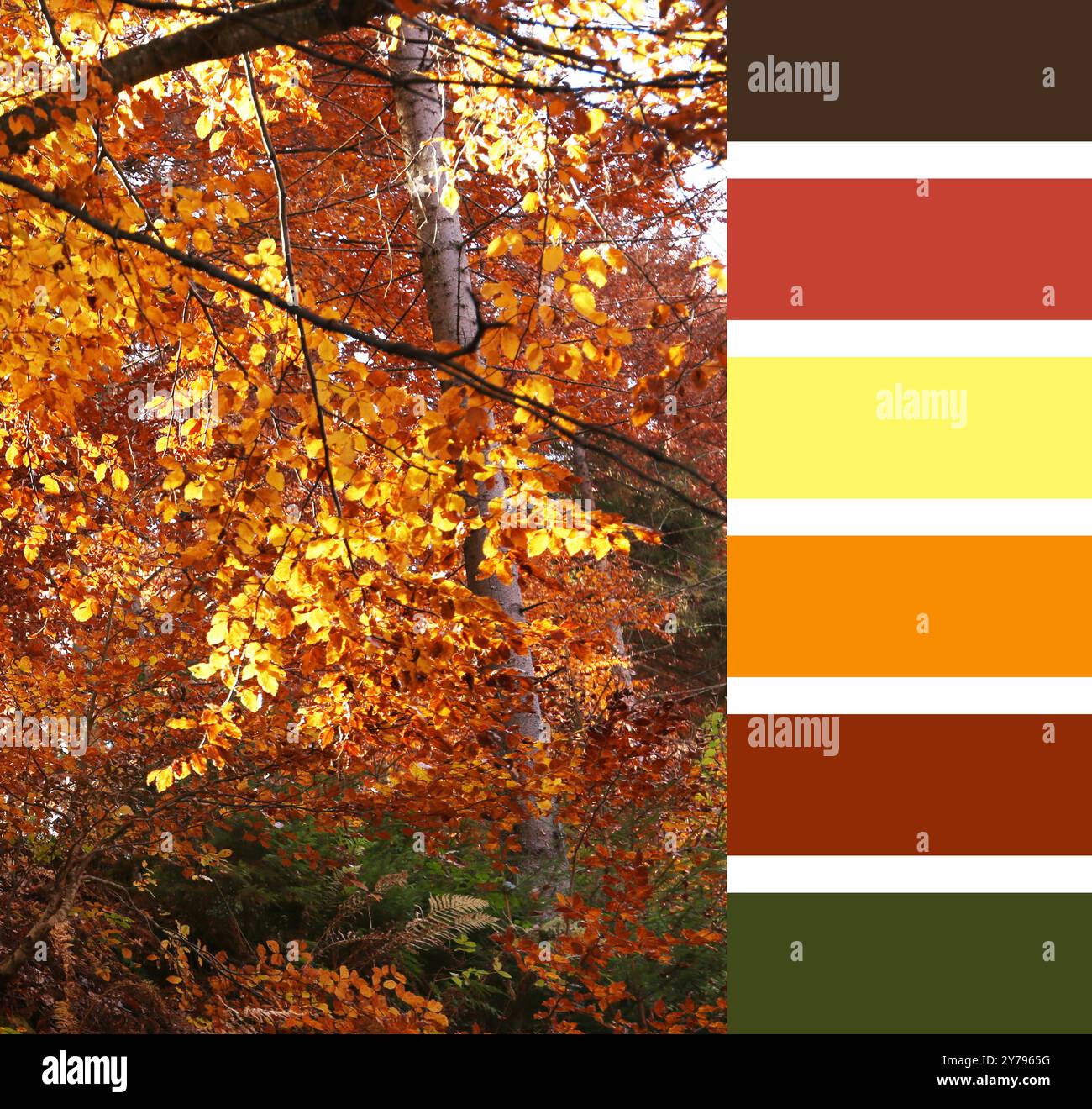 Shades of autumn. Picture of beautiful trees with golden leaves and ...