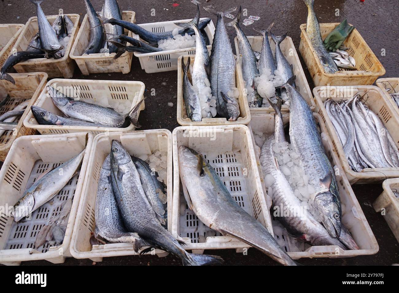 QINGDAO, CHINA - SEPTEMBER 28, 2024 - Spanish mackerel are seen on the ...
