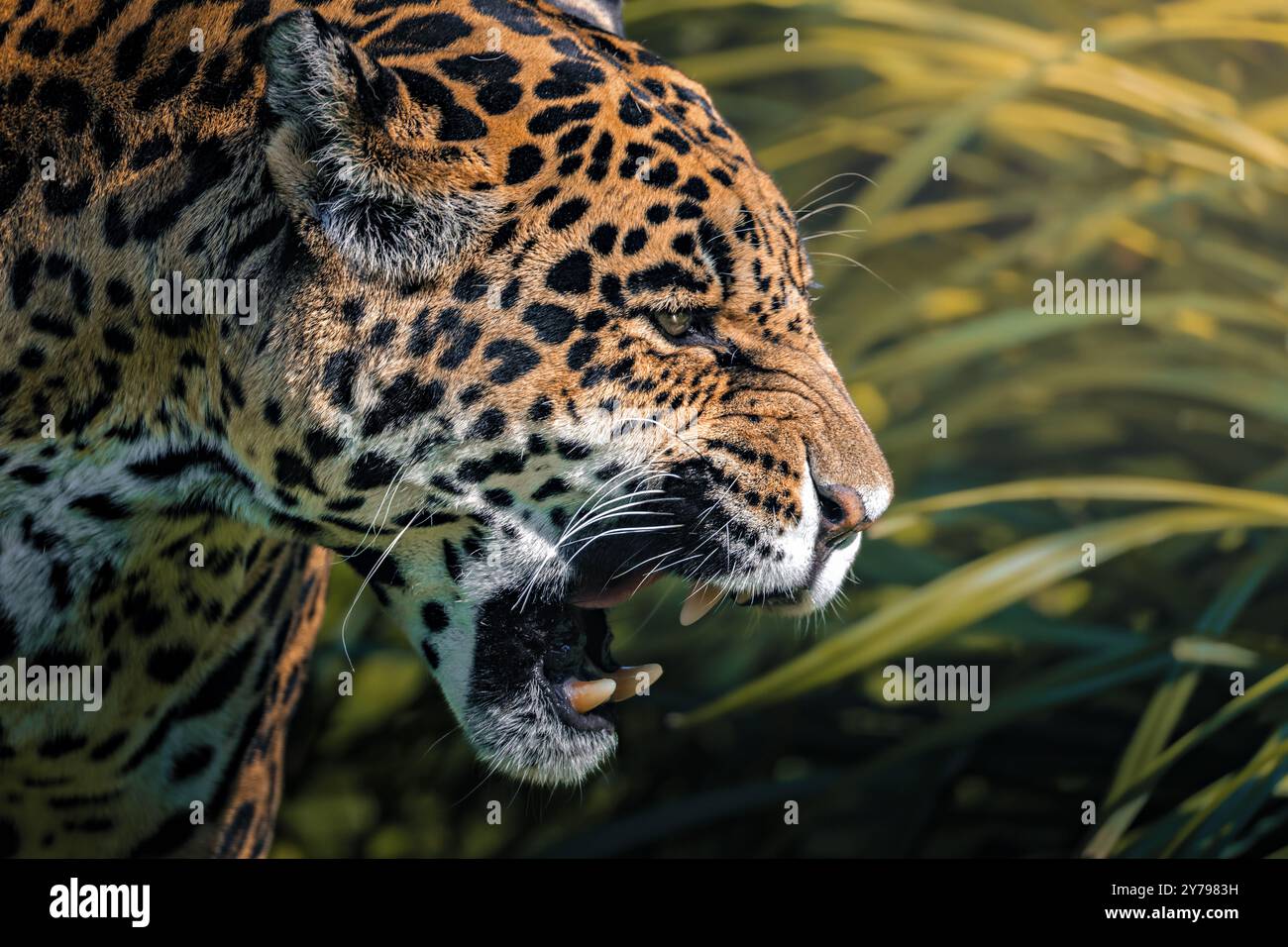 Close-up of a jaguar in the wild, showing its fierce expression and ...