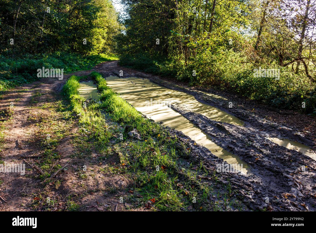 Big green puddle on a country dirt road, off-road trip Stock Photo - Alamy