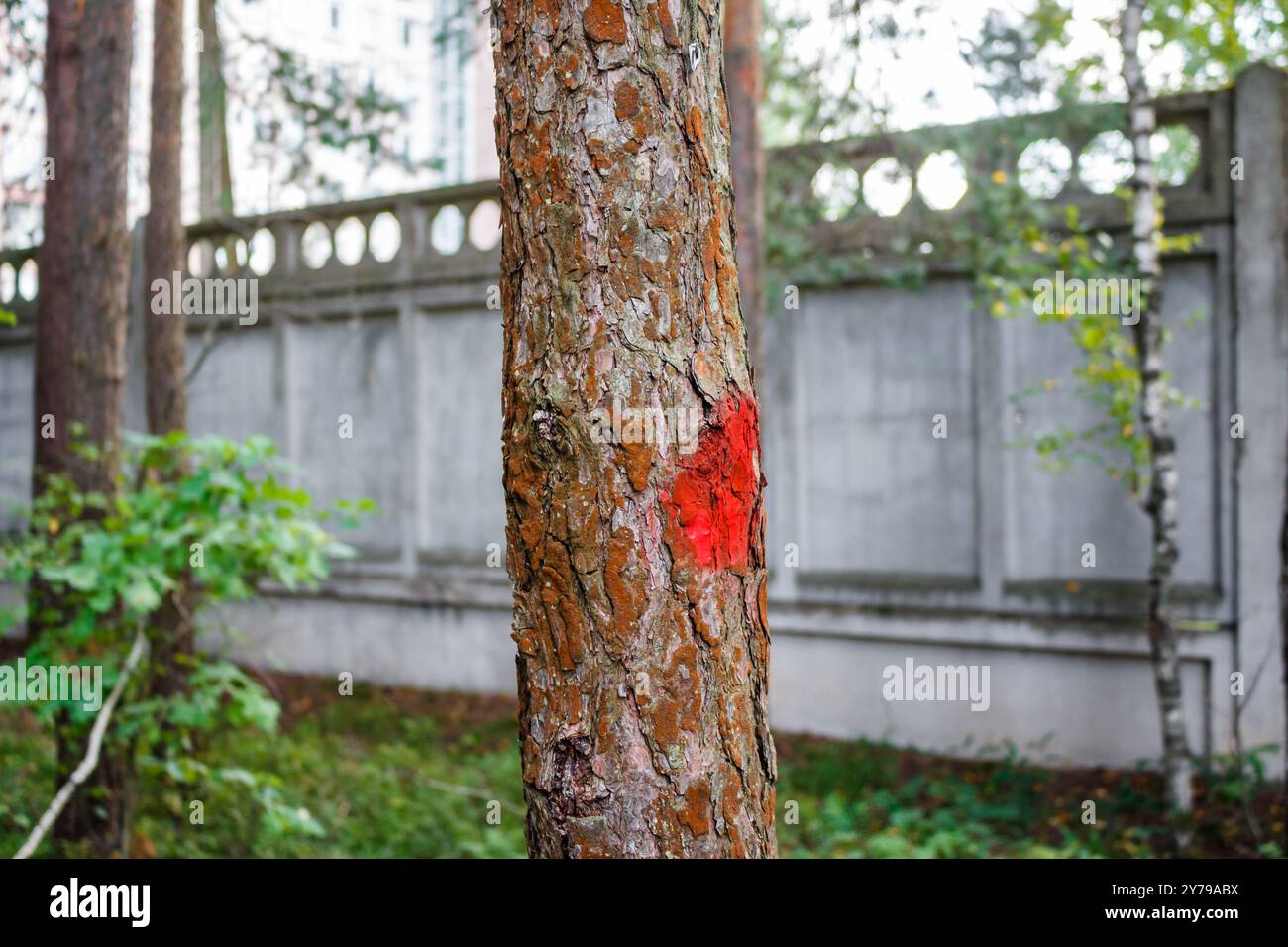 Red mark on the trunk of a tree that is to be cut down Stock Photo - Alamy