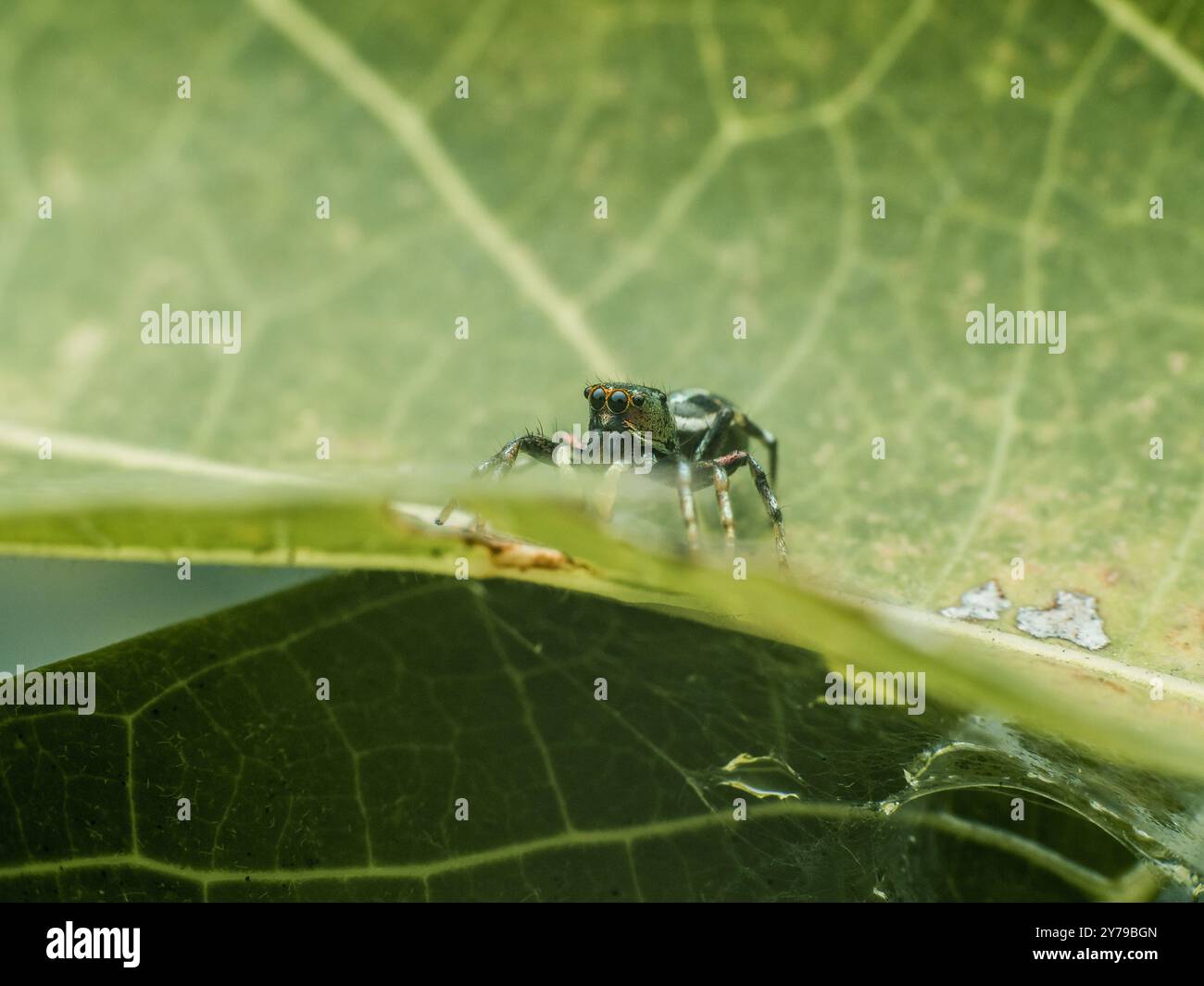 Cosmophasis Jumping Spider on a green leaf Stock Photo - Alamy