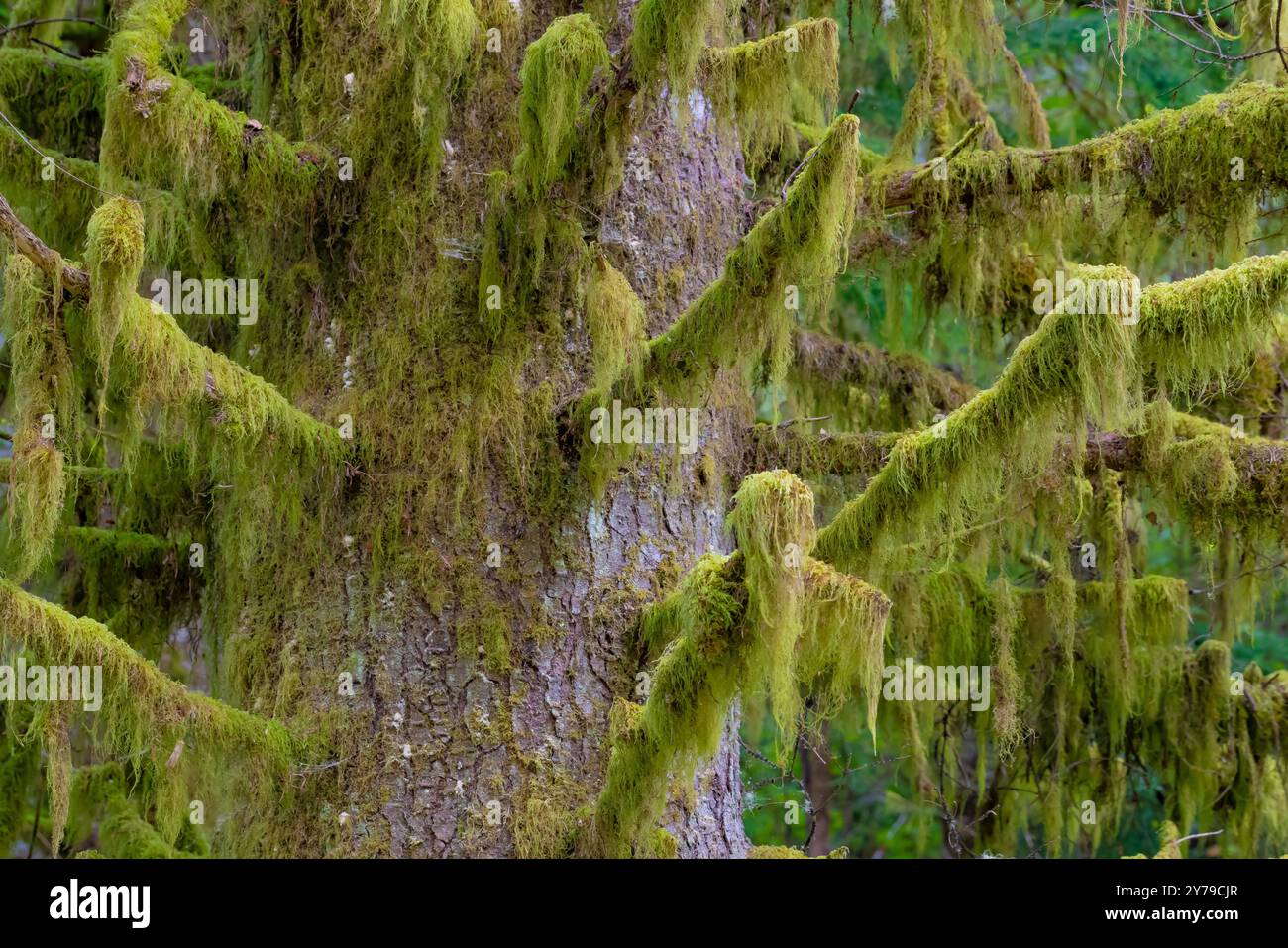 Moss draped over dead limbs of a conifer tree, Capitol Forest, Thurston ...