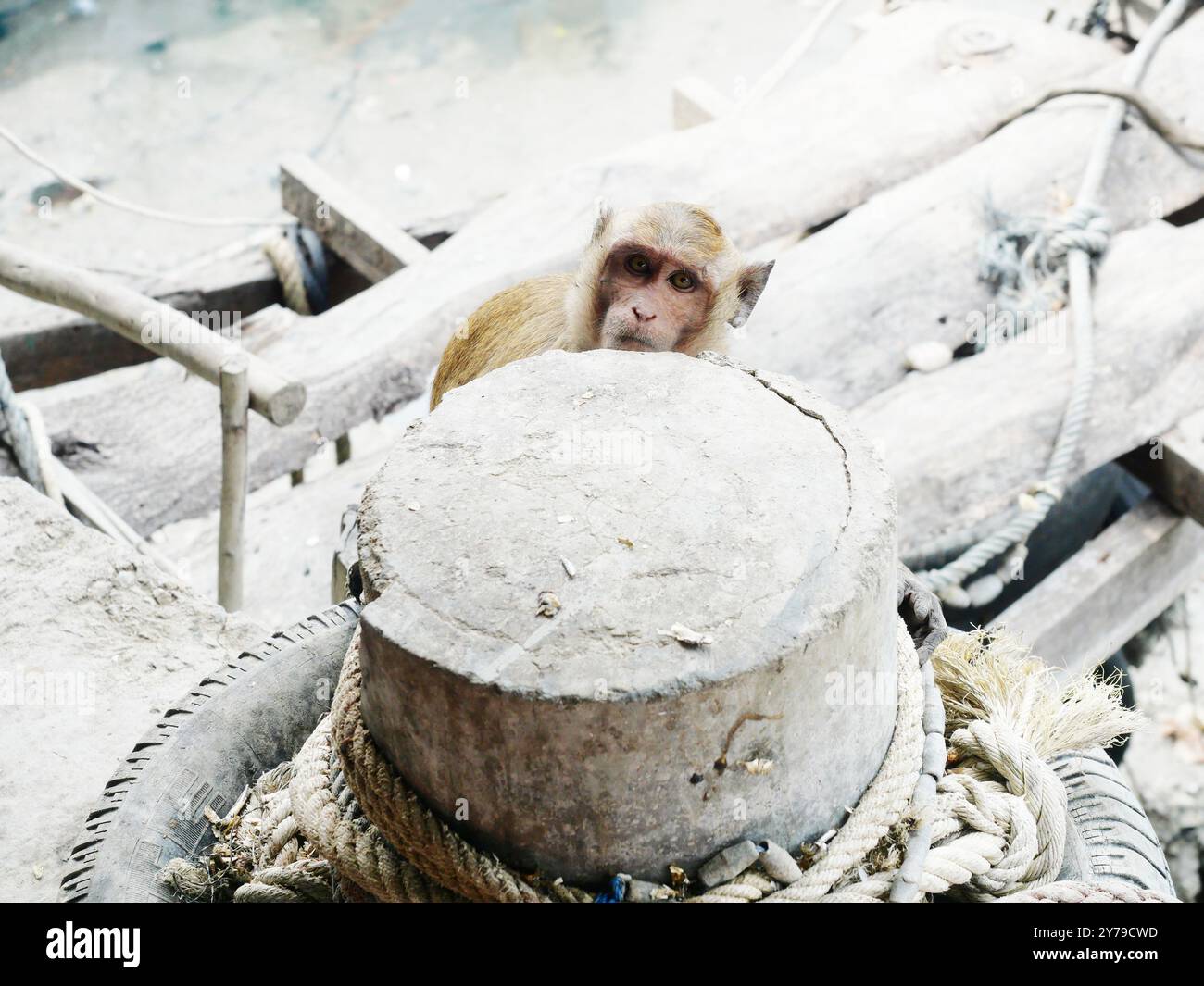 Golden hairy monkey sitting and hiding behind a log with a look of fear ...