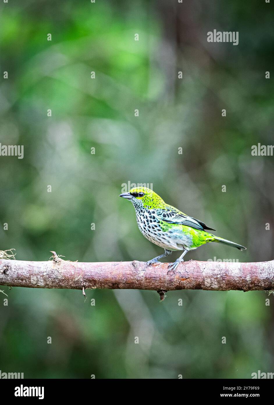Speckled Tanager (Ixothraupis guttata) of Costa Rica Stock Photo - Alamy