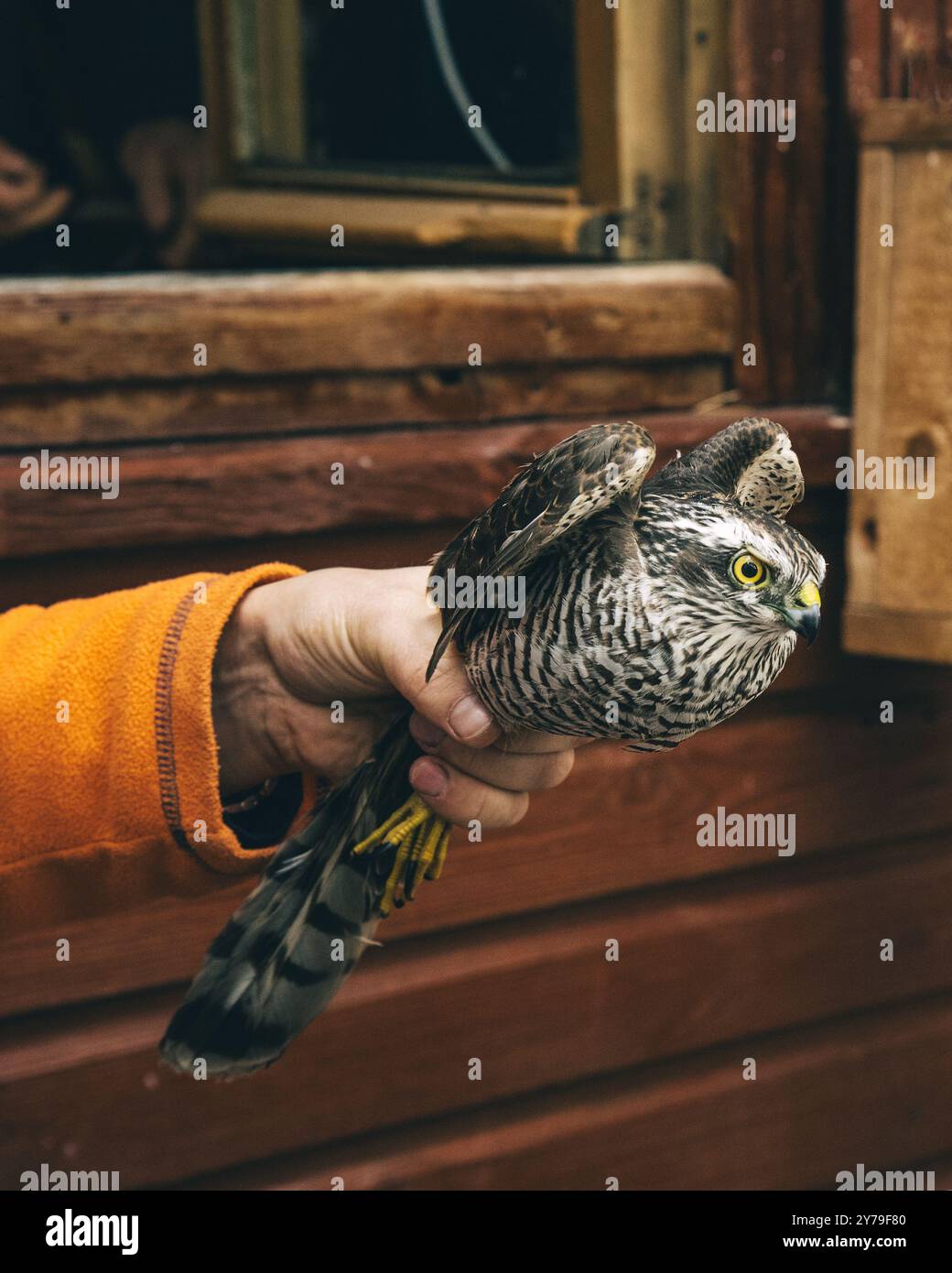Ornithological classification hi-res stock photography and images - Alamy