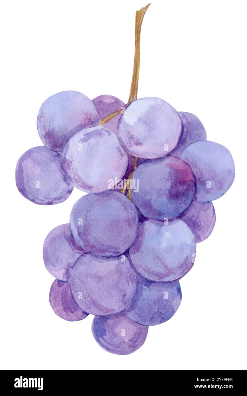 Watercolor blue grapes. Illustration of purple fruit isolated on white ...