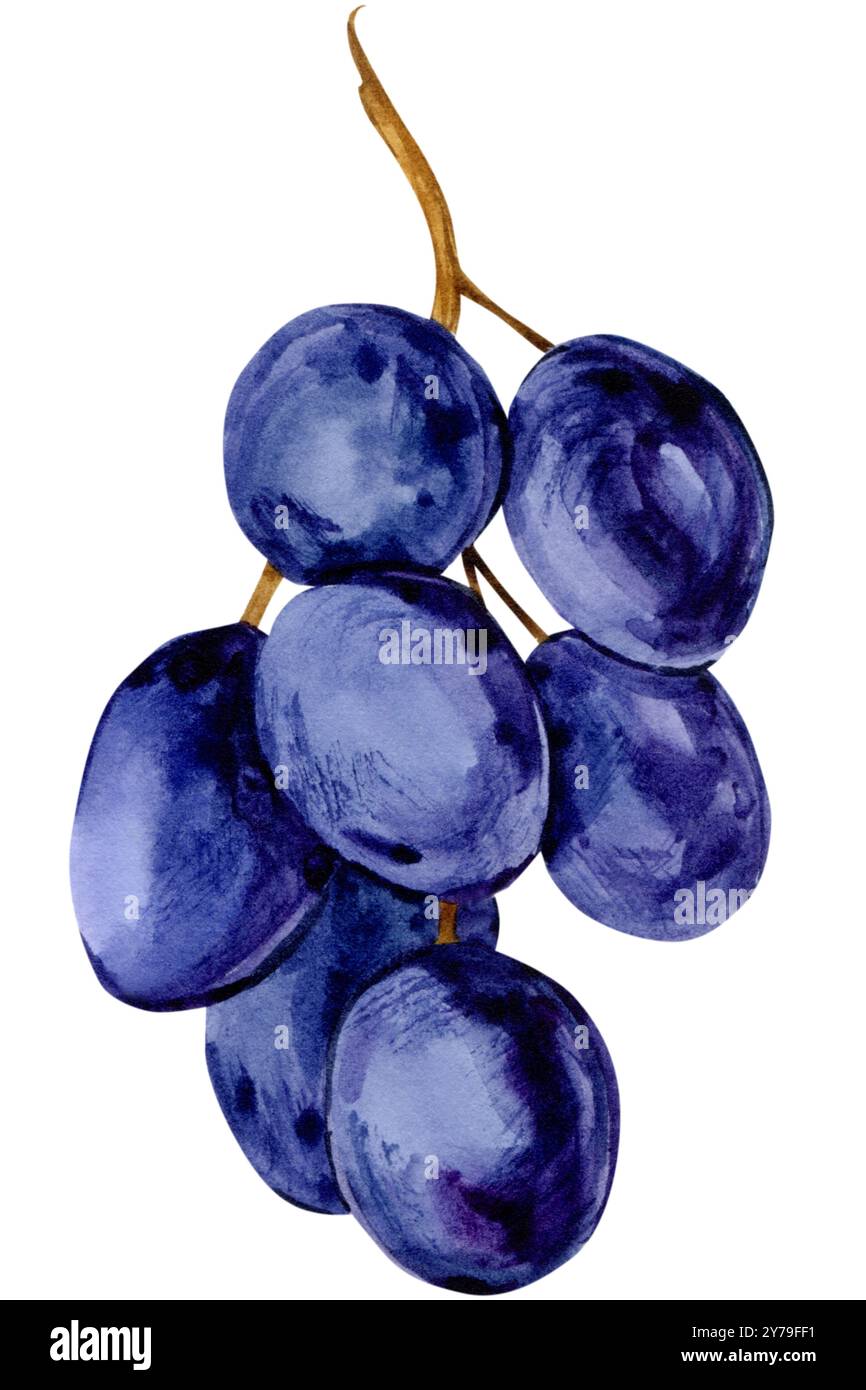 Watercolor blue grapes. Illustration of purple fruit isolated on white ...