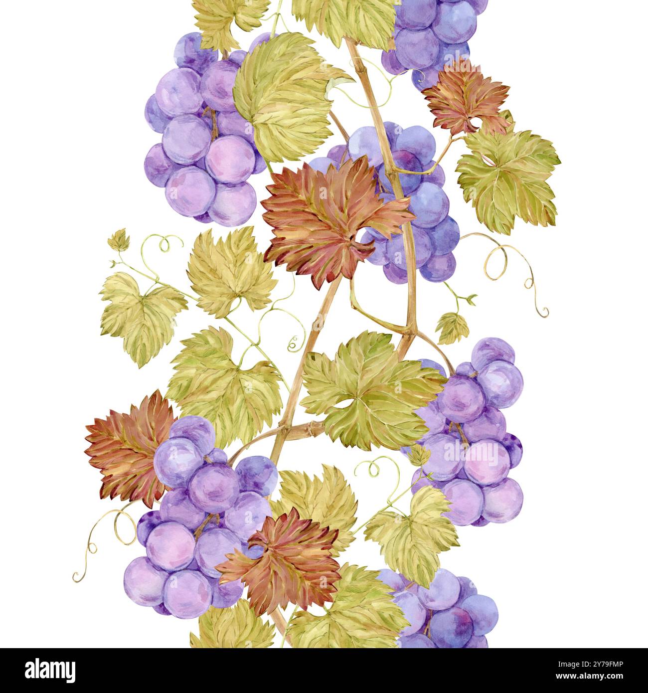 Purple Grape Vine Border