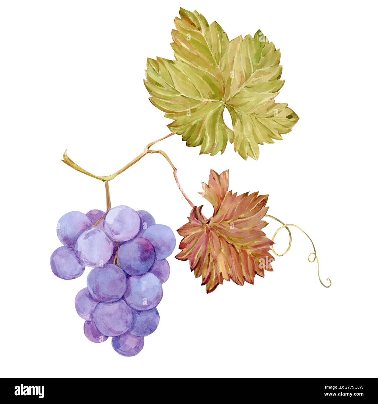 Watercolor branch with lilac grapes. Botanical illustration of purple ...