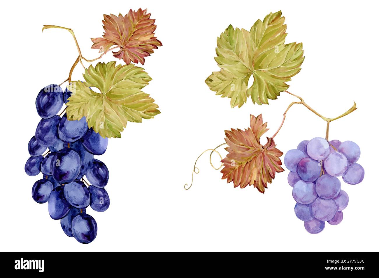 Watercolor branches with blue and purple grapes. Botanical illustration ...